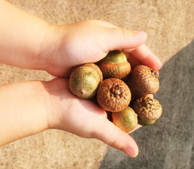 nothing gold can stay. | molly flinkman